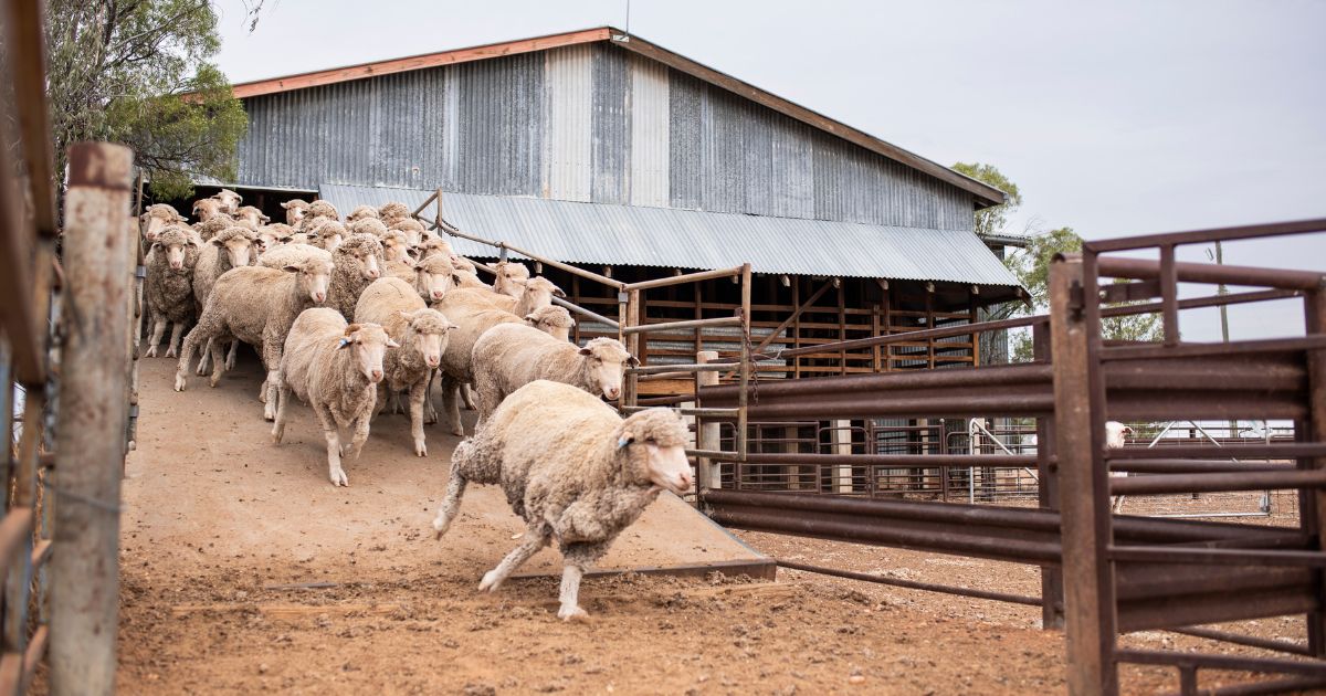 Nogo Station Experience - Outback Pioneers